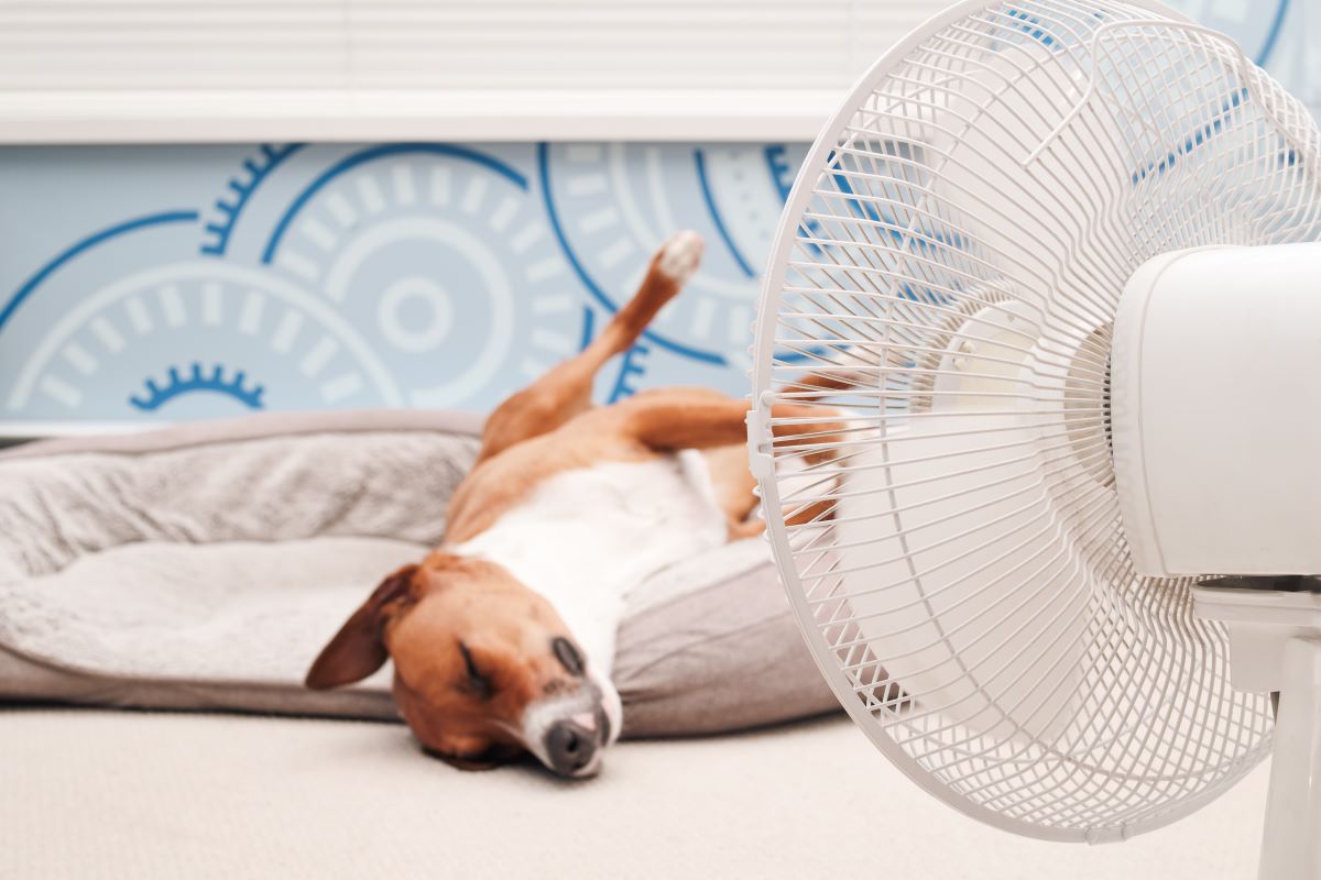 Keeping Cool Without Air Conditioning When it's Hotter Than Hades