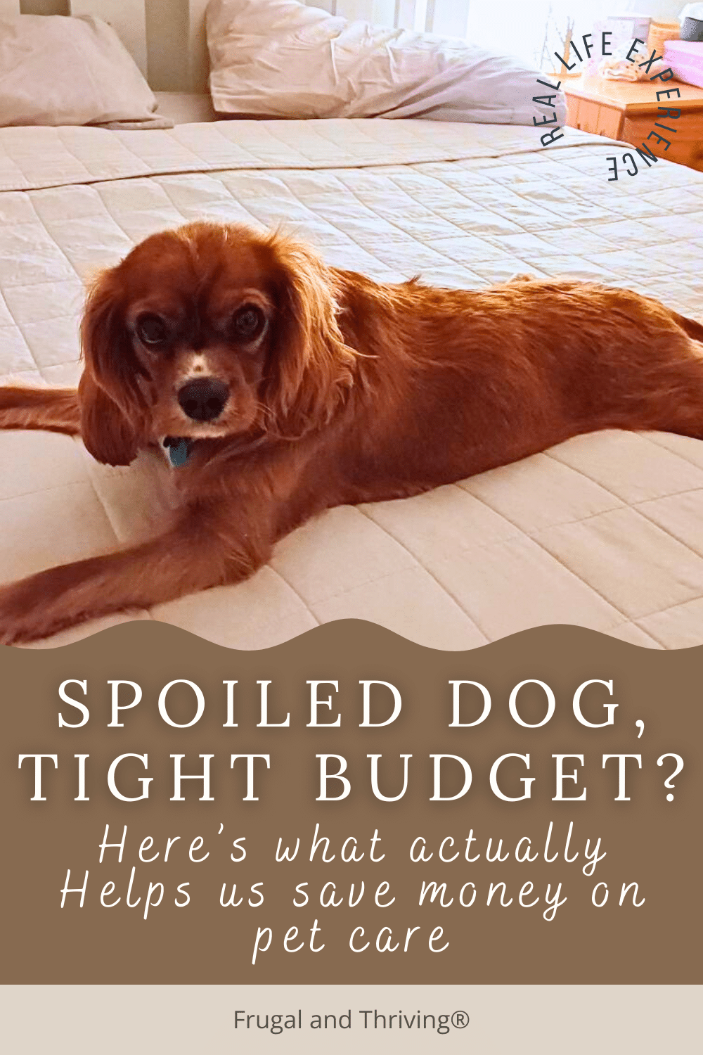 Our Best Budget-Friendly Dog Care Tips After 2 Years As Pet Parents